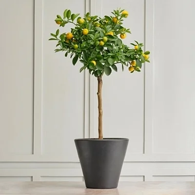 Mandarin tree delivery London - Send plants to London